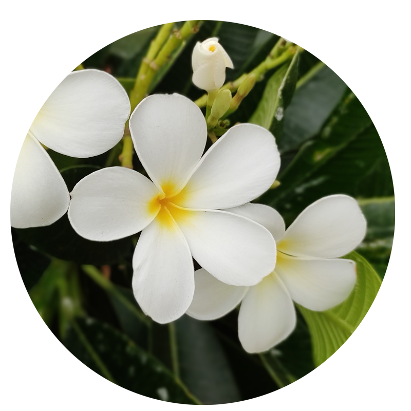 Monoi de Thaiti - www.reyuve.de